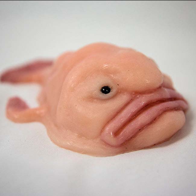Blobfish Babies