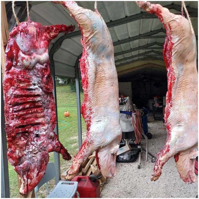 Life Cast Pig Carcass